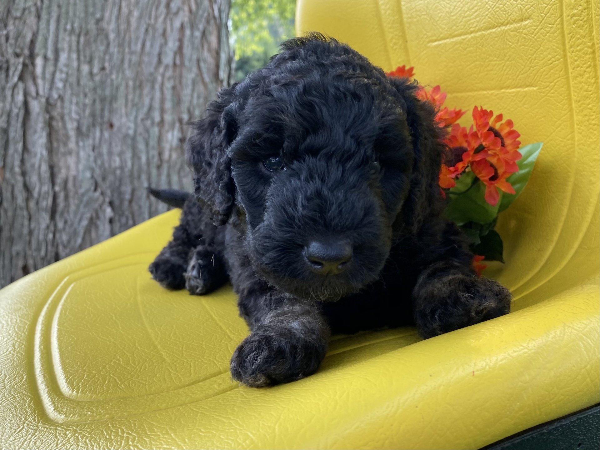 Schmidt Doodles and double doodles.