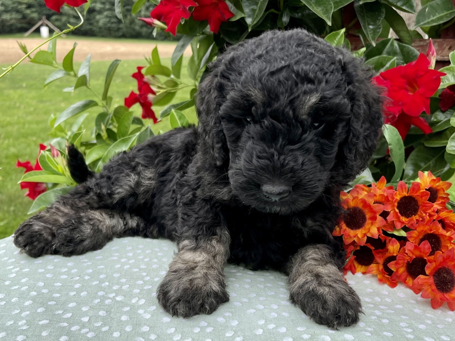 Schmidt Doodles and double doodles.