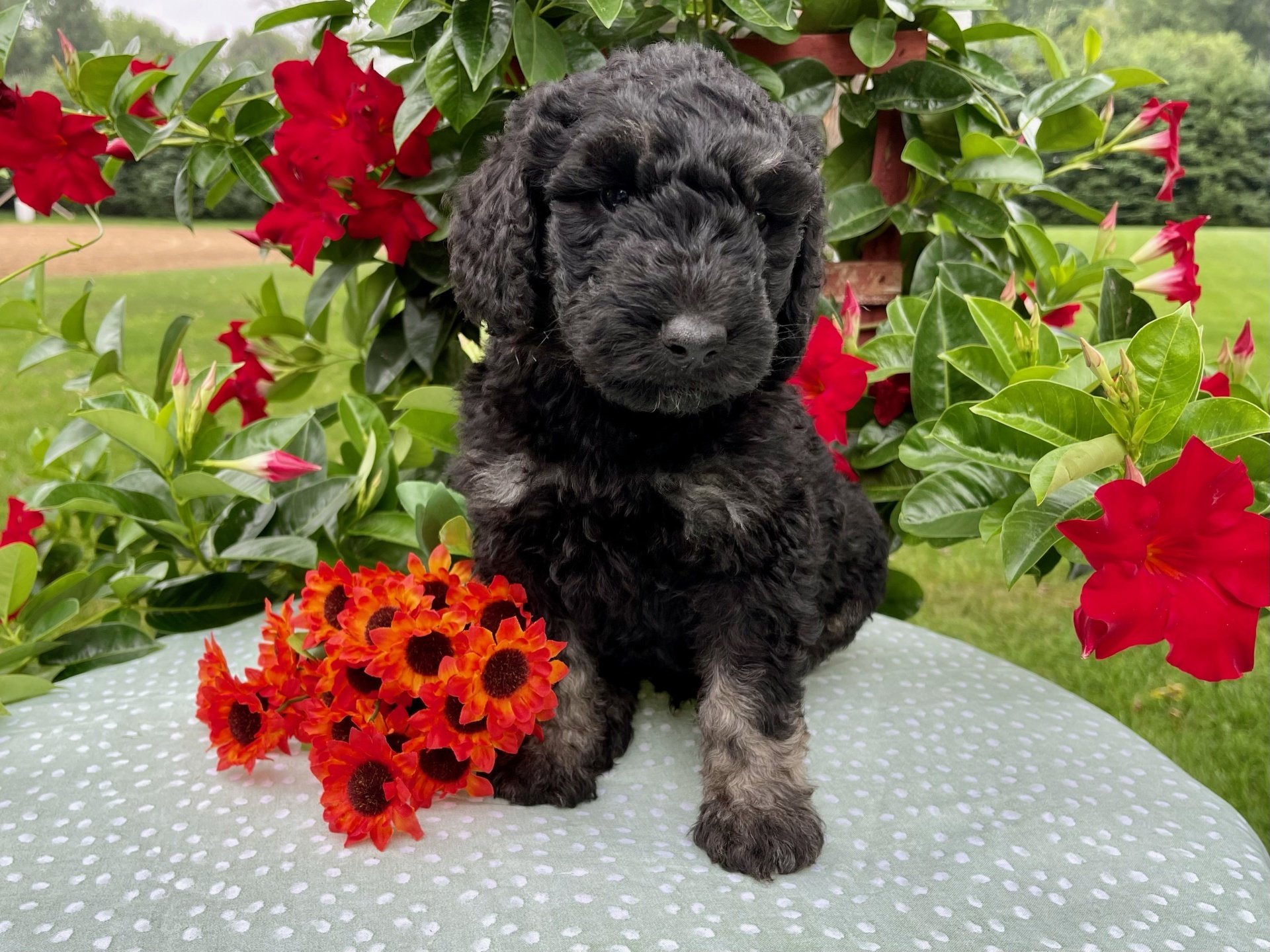 Schmidt Doodles and double doodles.