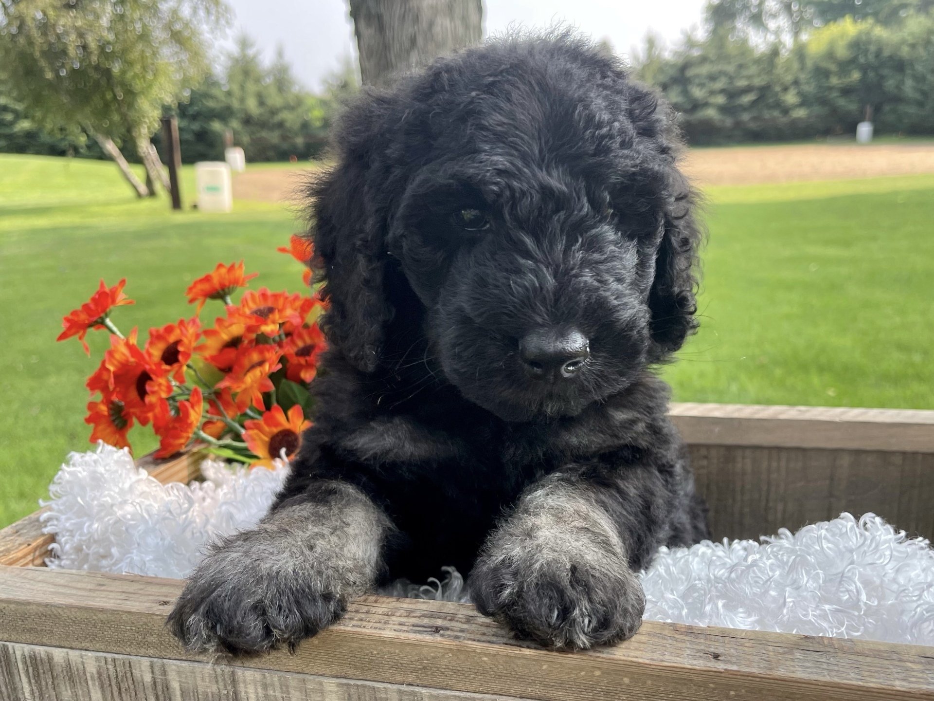 Schmidt Doodles and double doodles.