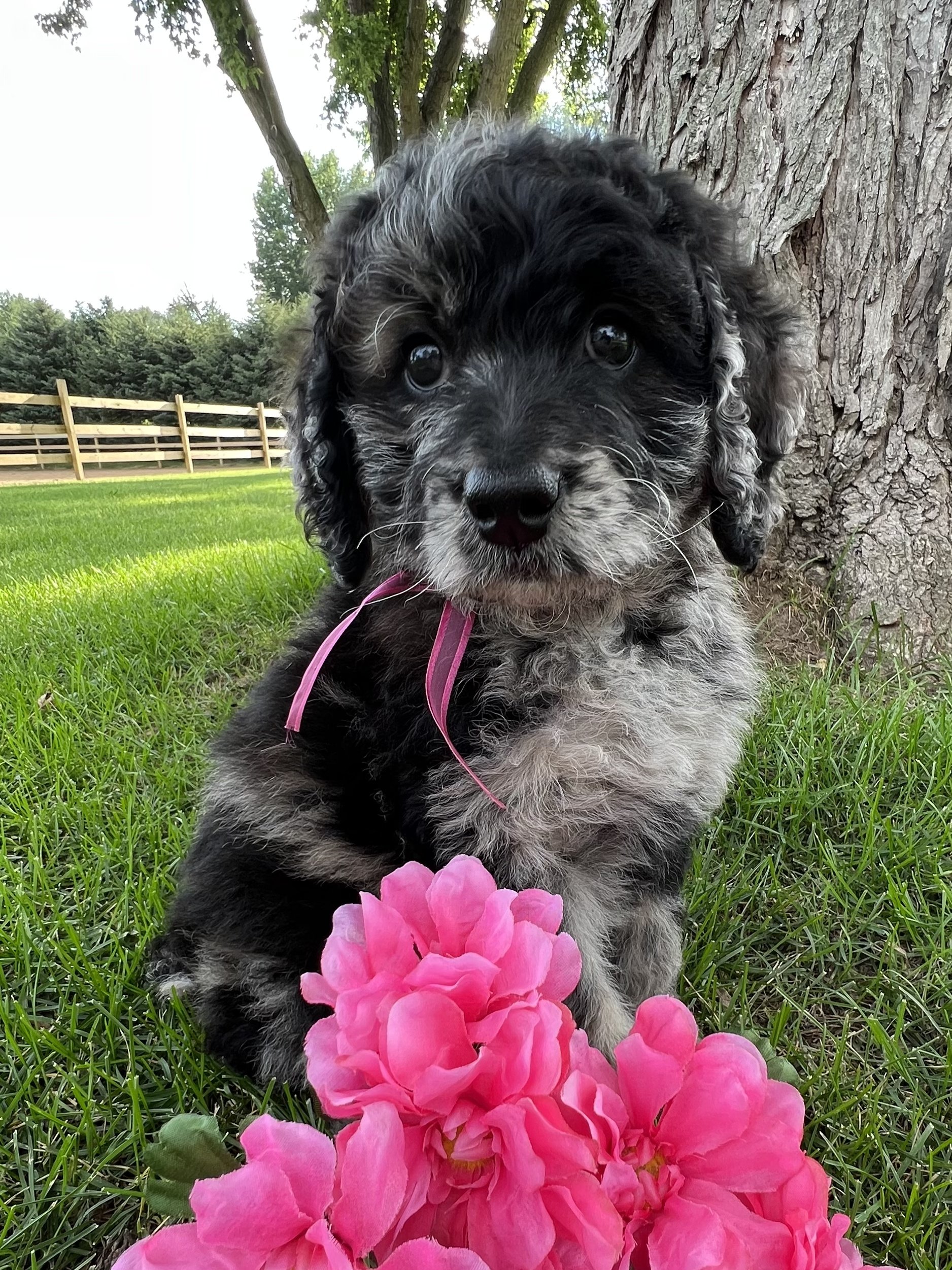 Our dogs in our breeding program.