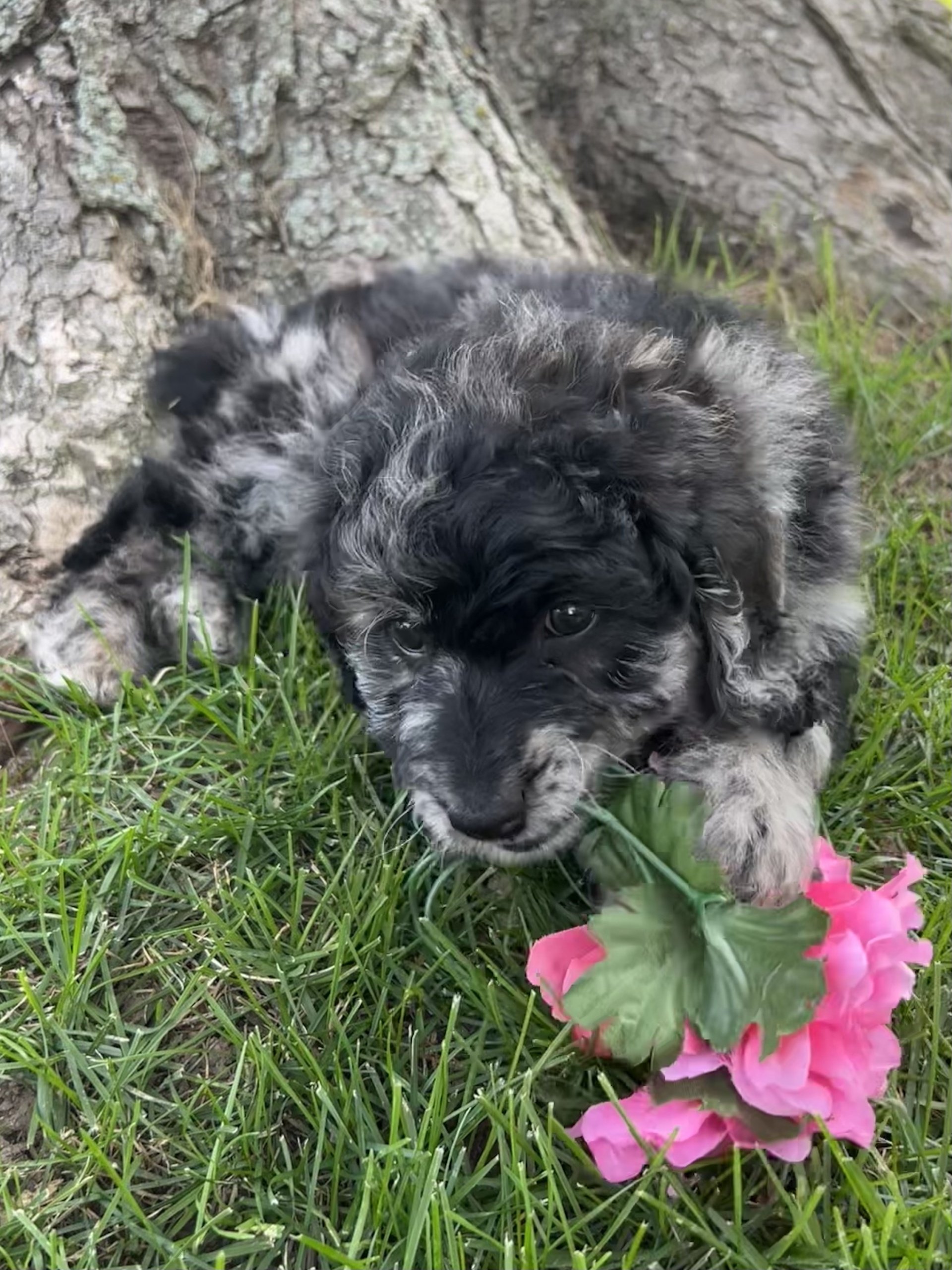 Our dogs in our breeding program.