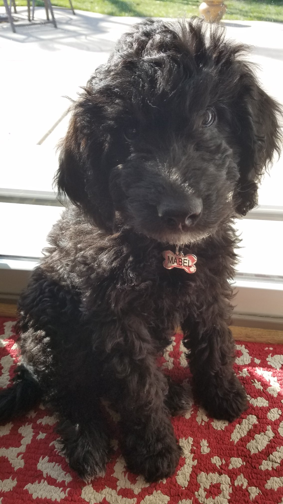 Schmidt Doodles and double doodles.