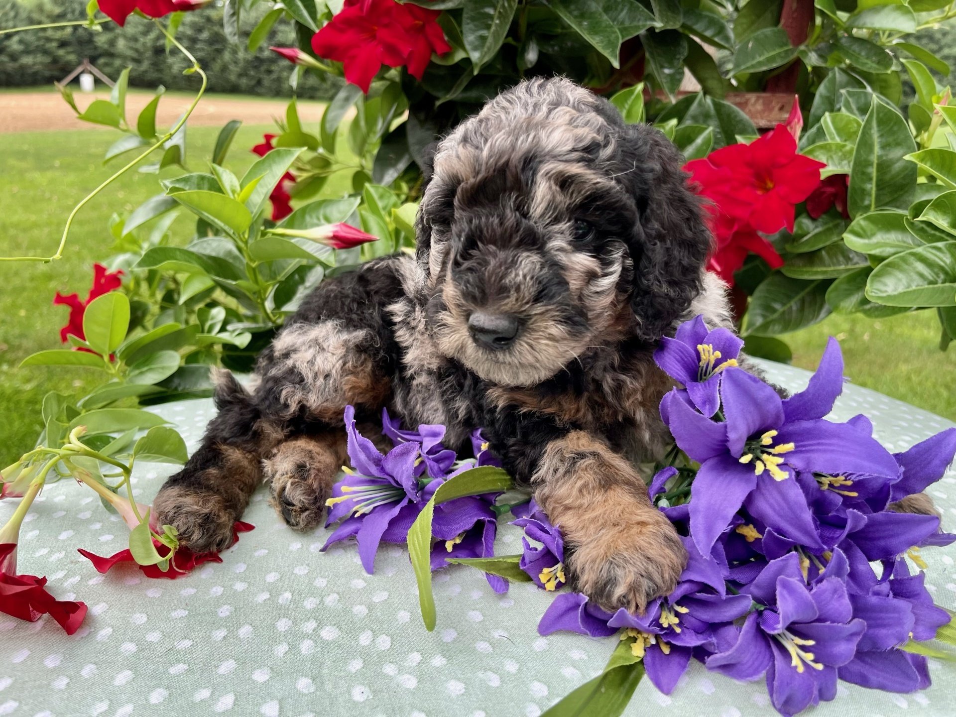 Schmidt Doodles and double doodles.