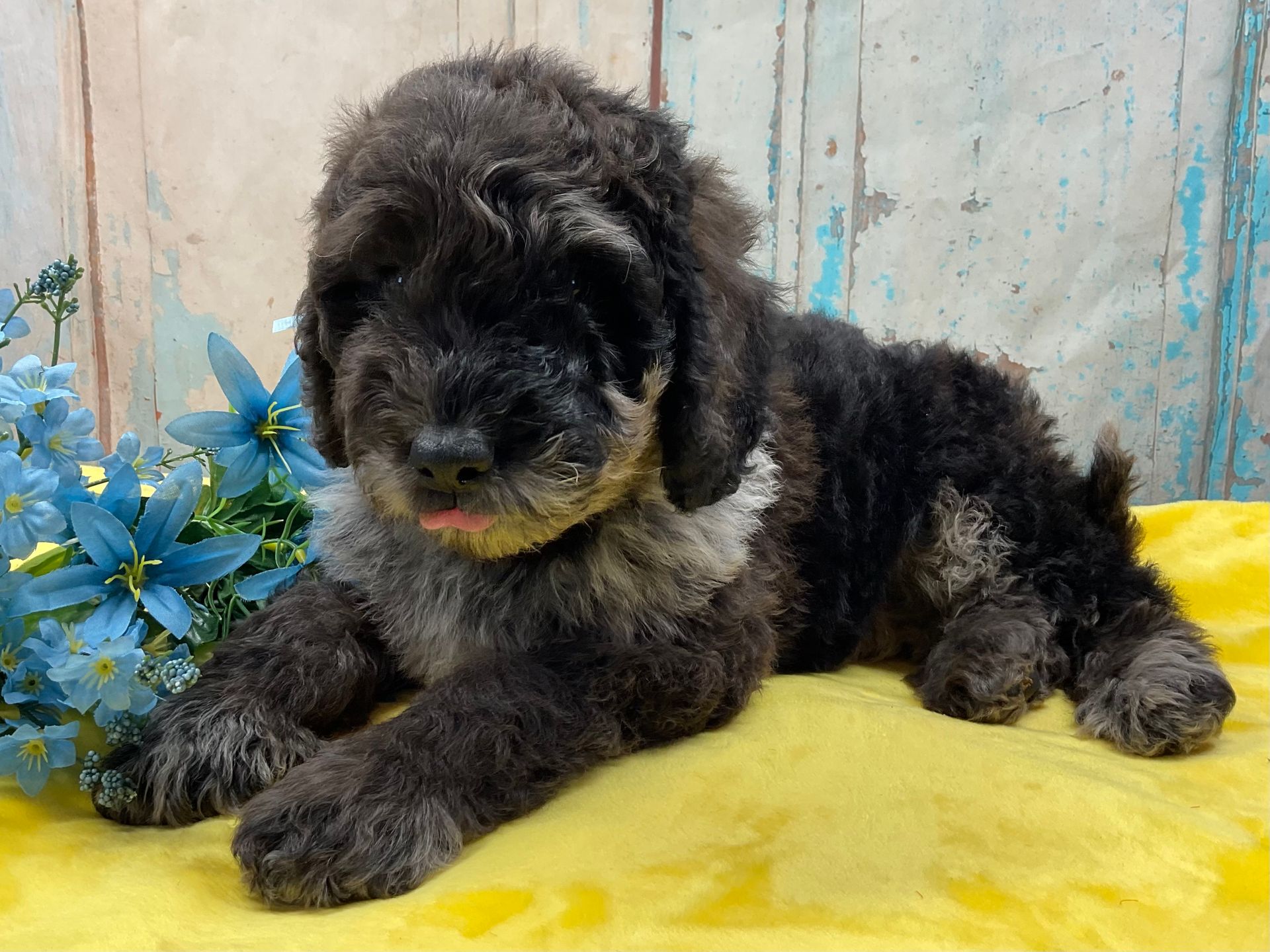 Available puppies for adoption.