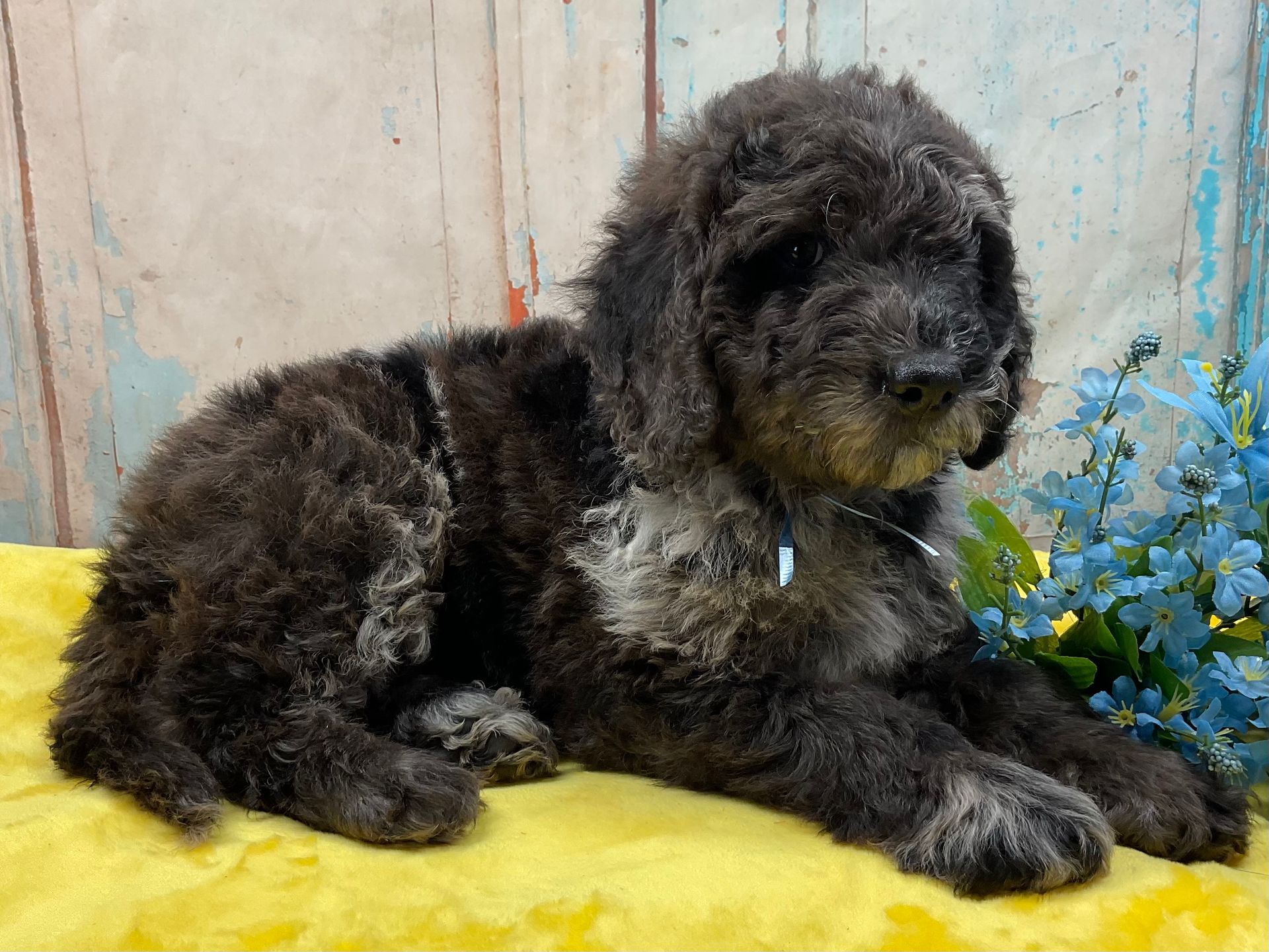 Available puppies for adoption.