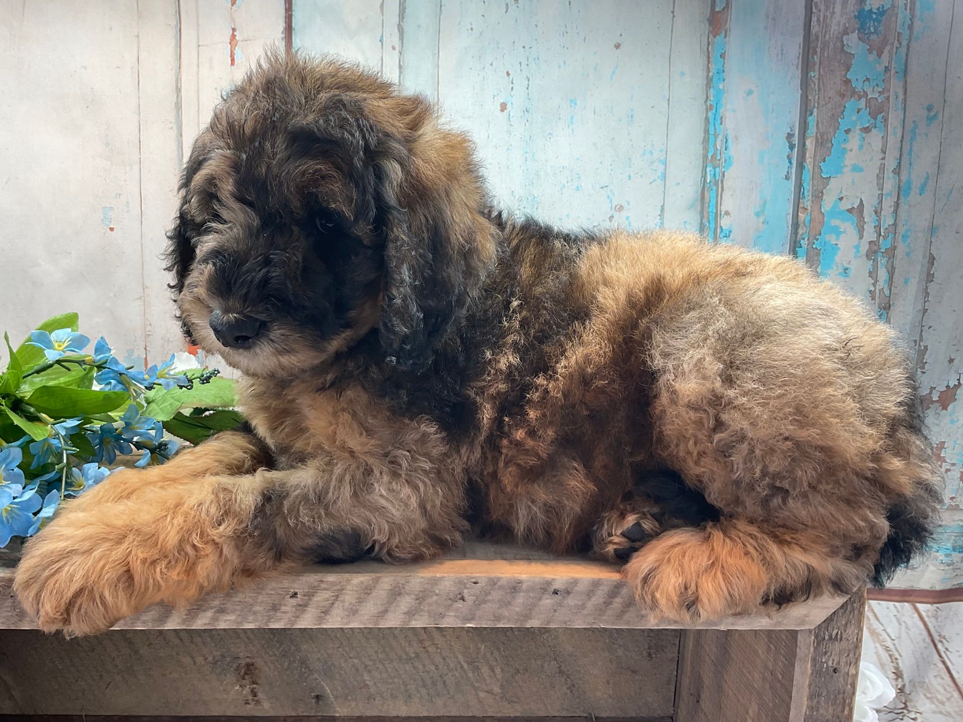 Schmidt Doodles and double doodles.