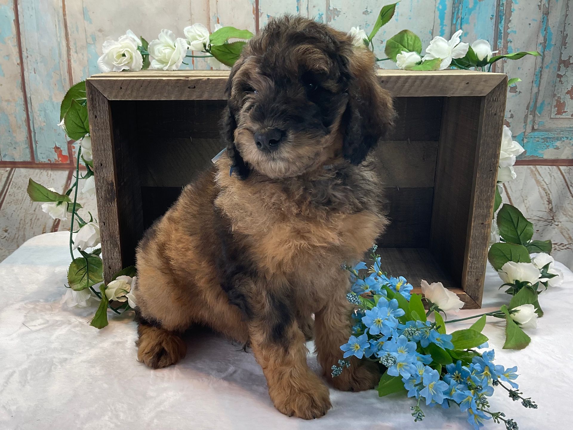 Schmidt Doodles and double doodles.