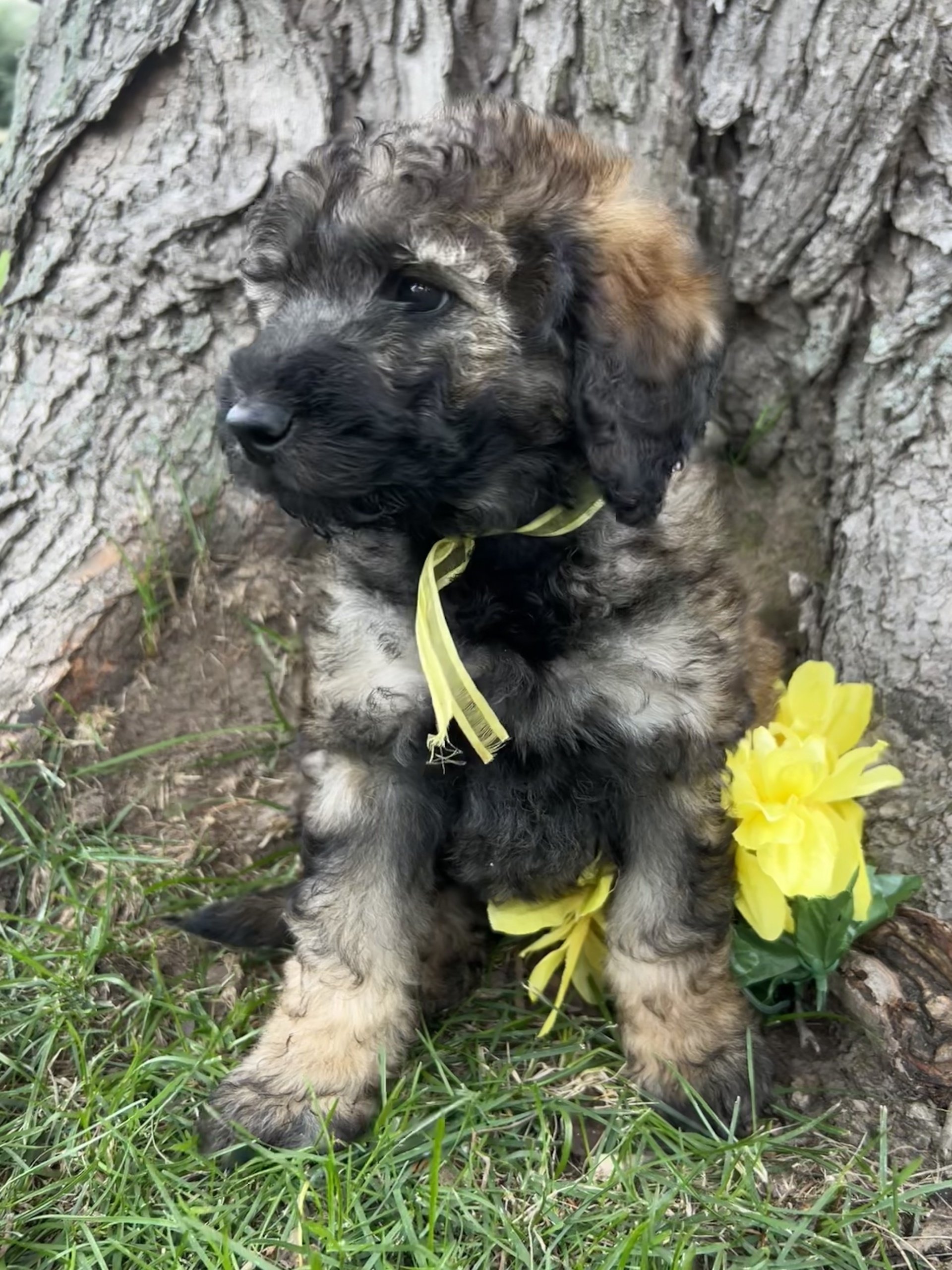 Available puppies for adoption.