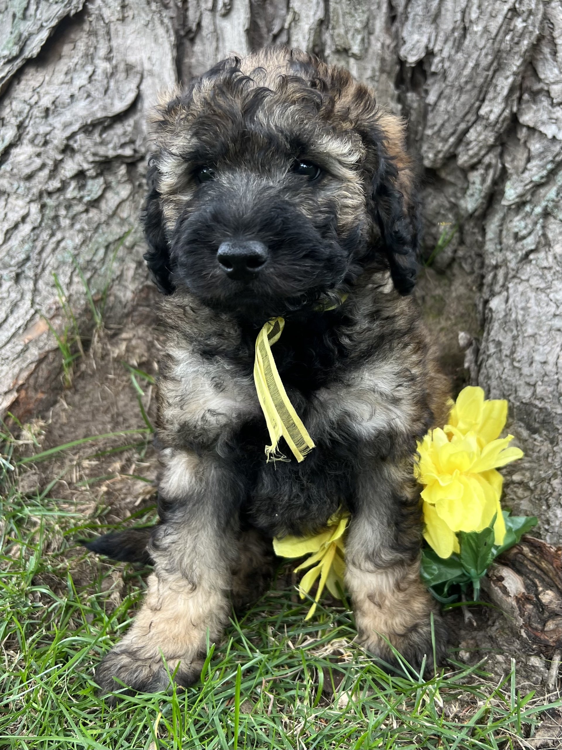 Available puppies for adoption.