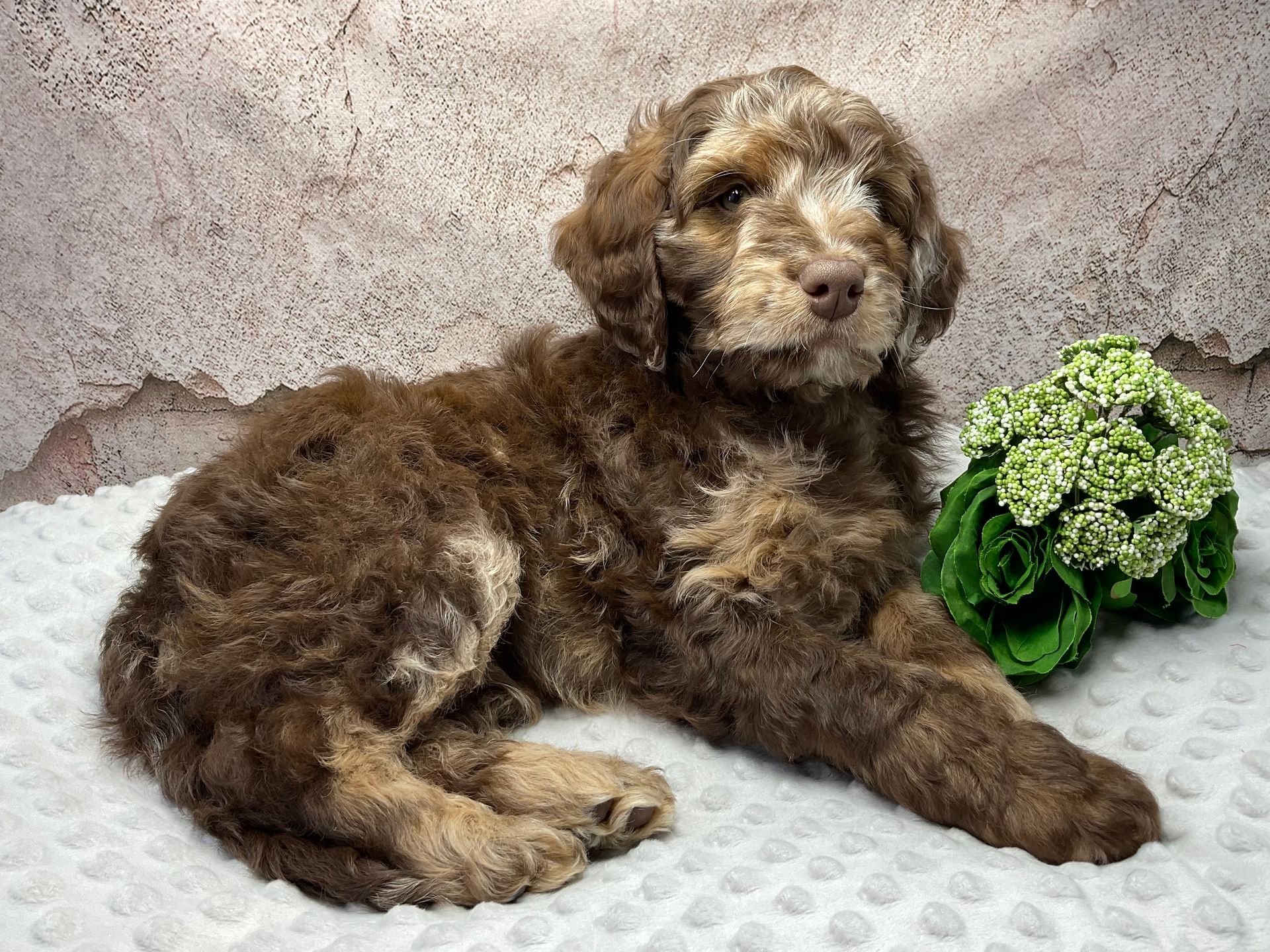 Available puppies for adoption.