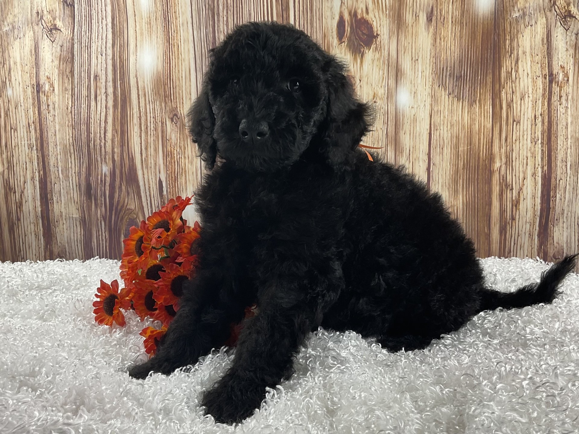 Available puppies for adoption.