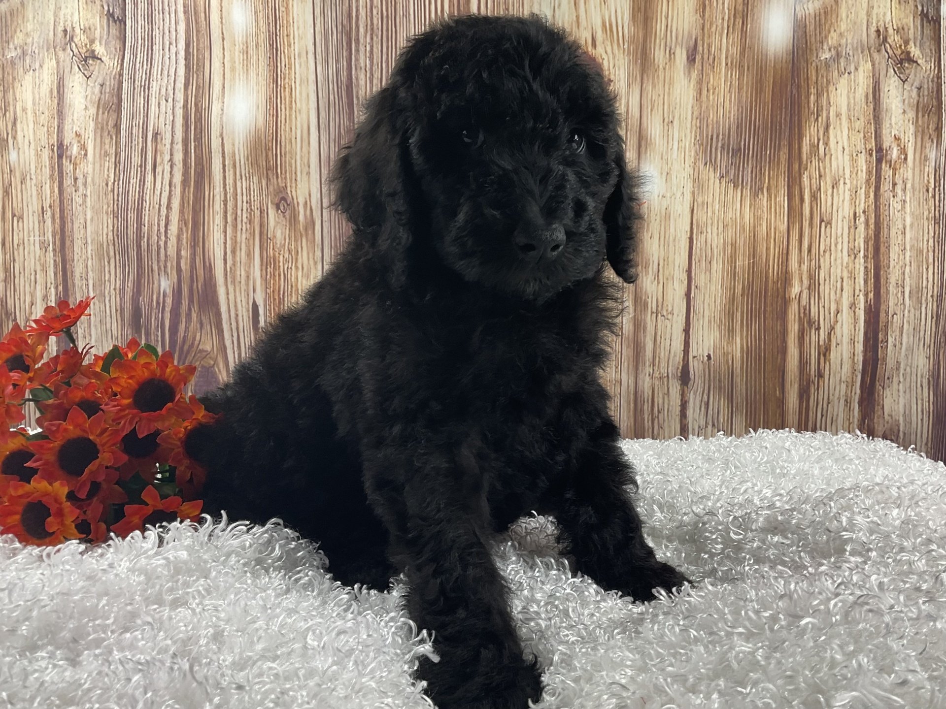 Available puppies for adoption.