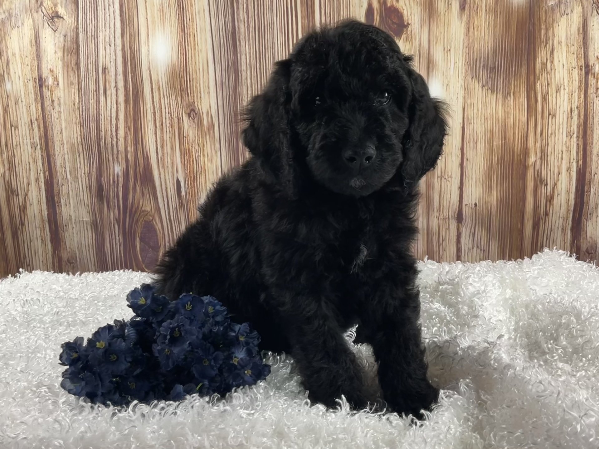 Available puppies for adoption.