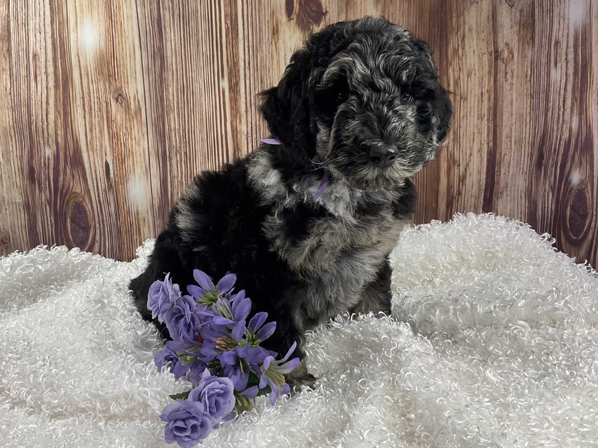 Schmidt Doodles and double doodles.