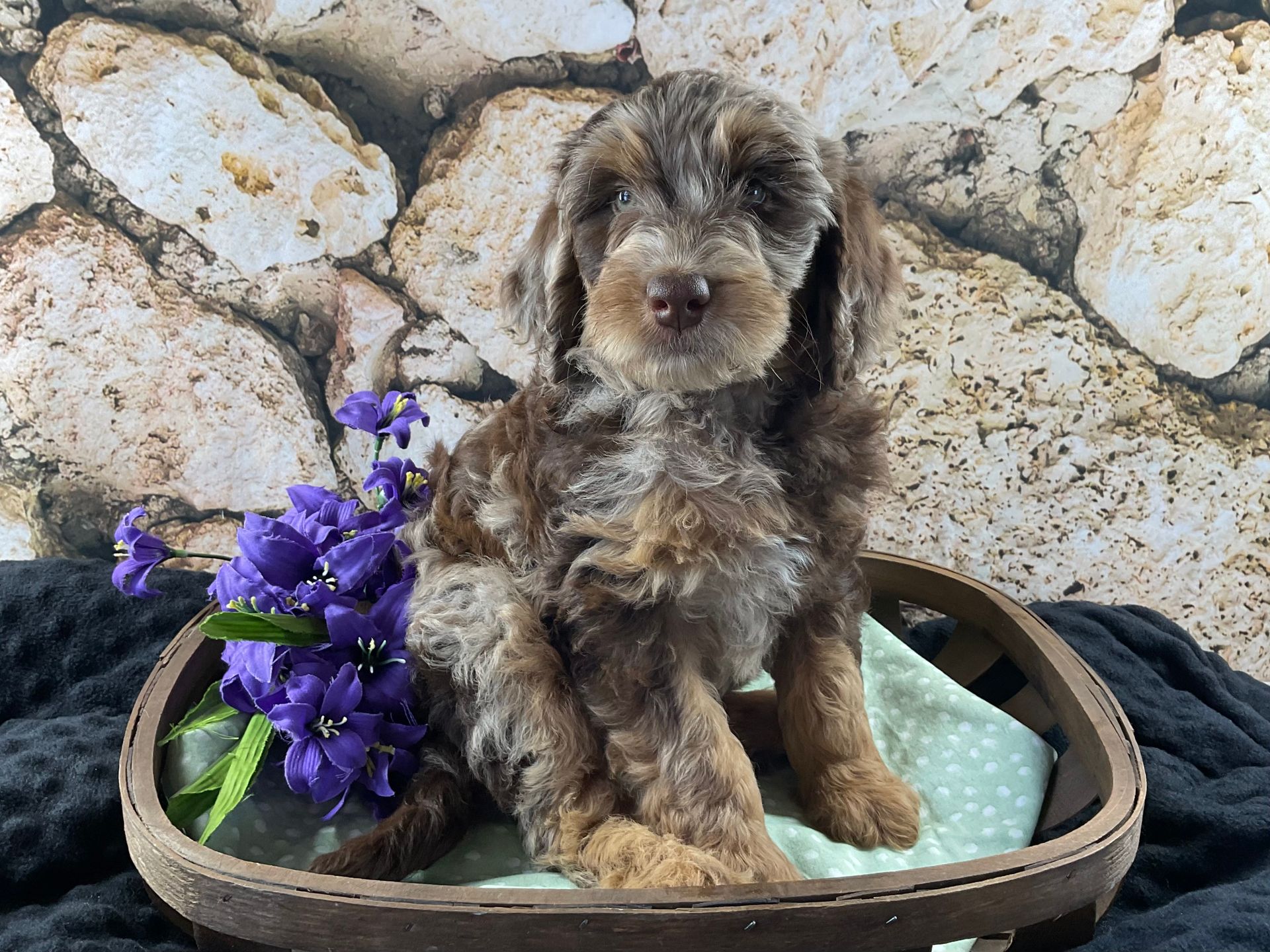 Available puppies for adoption.