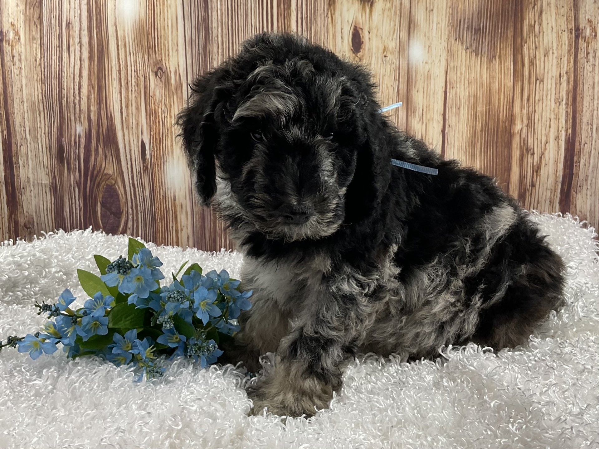 Schmidt Doodles and double doodles.