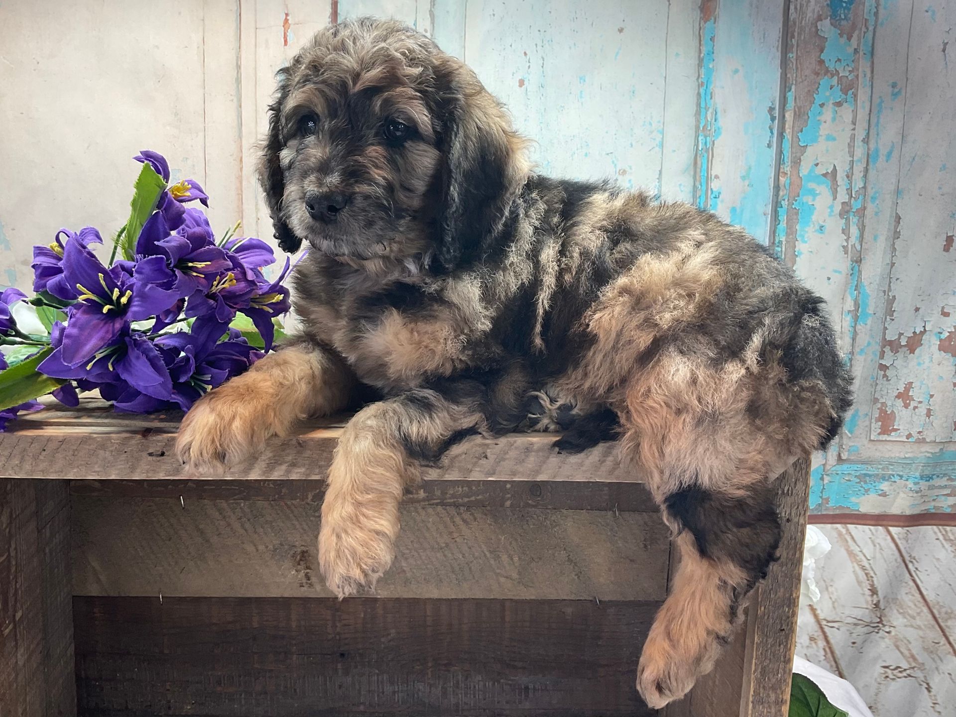 Schmidt Doodles and double doodles.