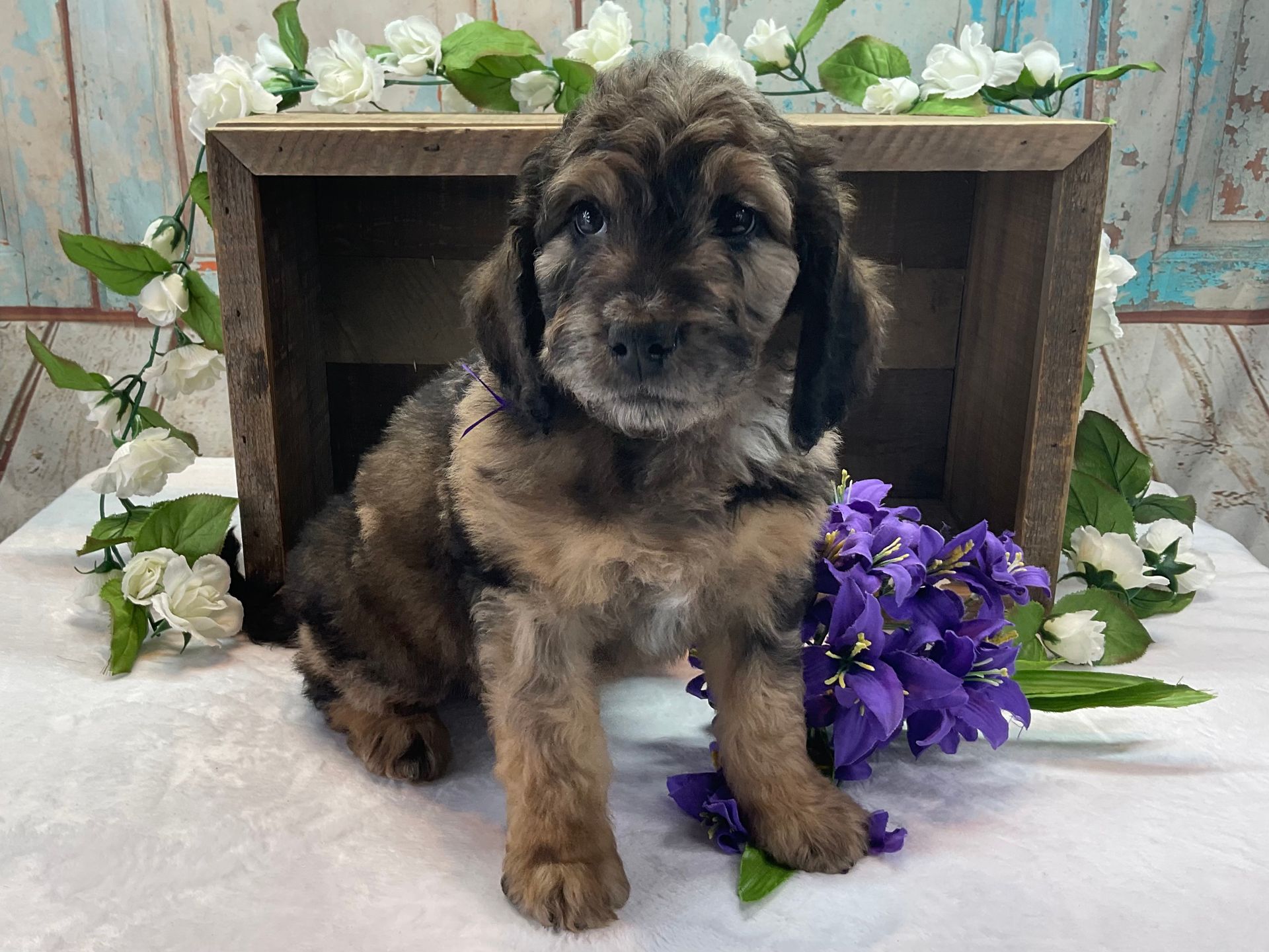 Schmidt Doodles and double doodles.