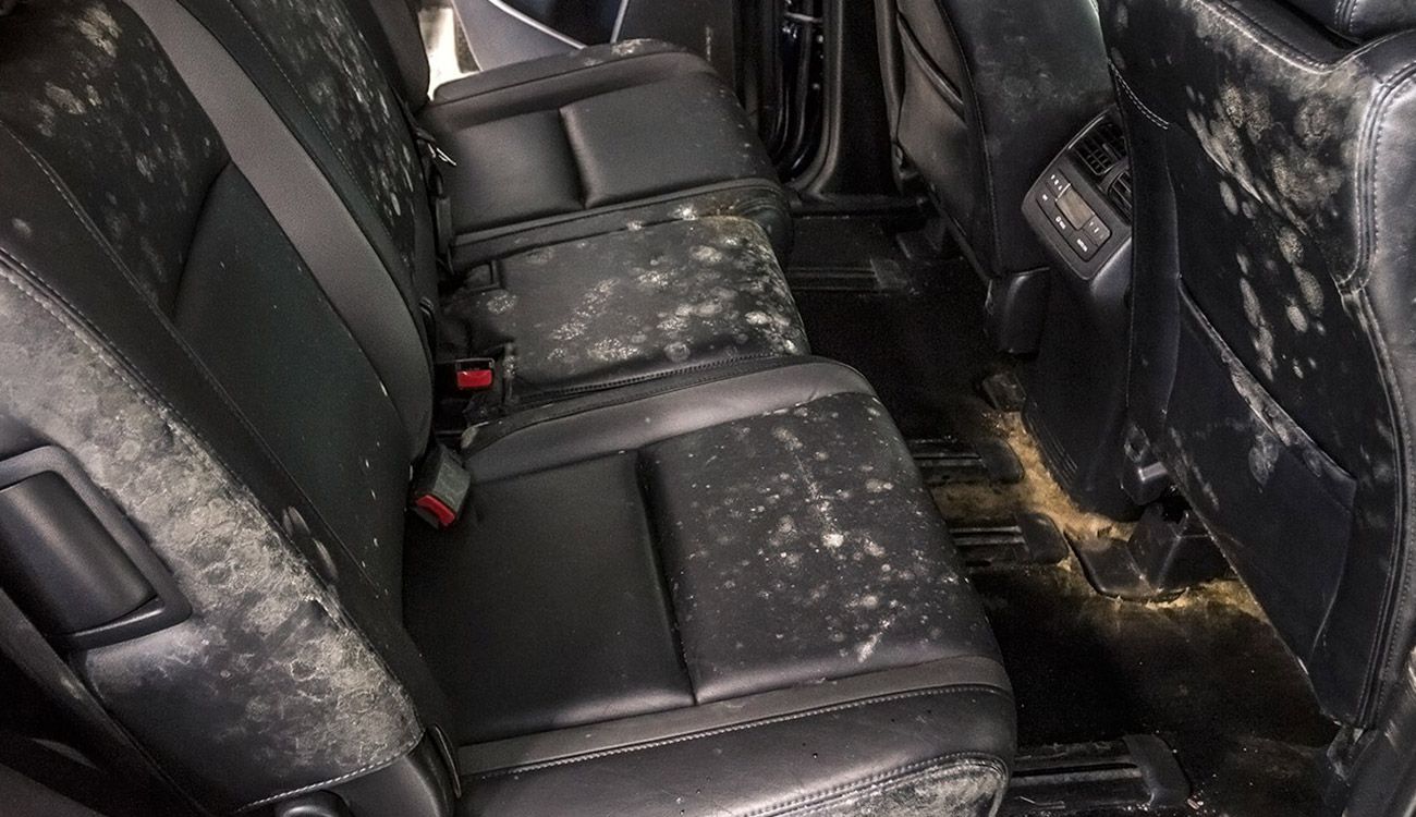 Mold-Free Ride: Top Car Interior Detailing Tools and Techniques