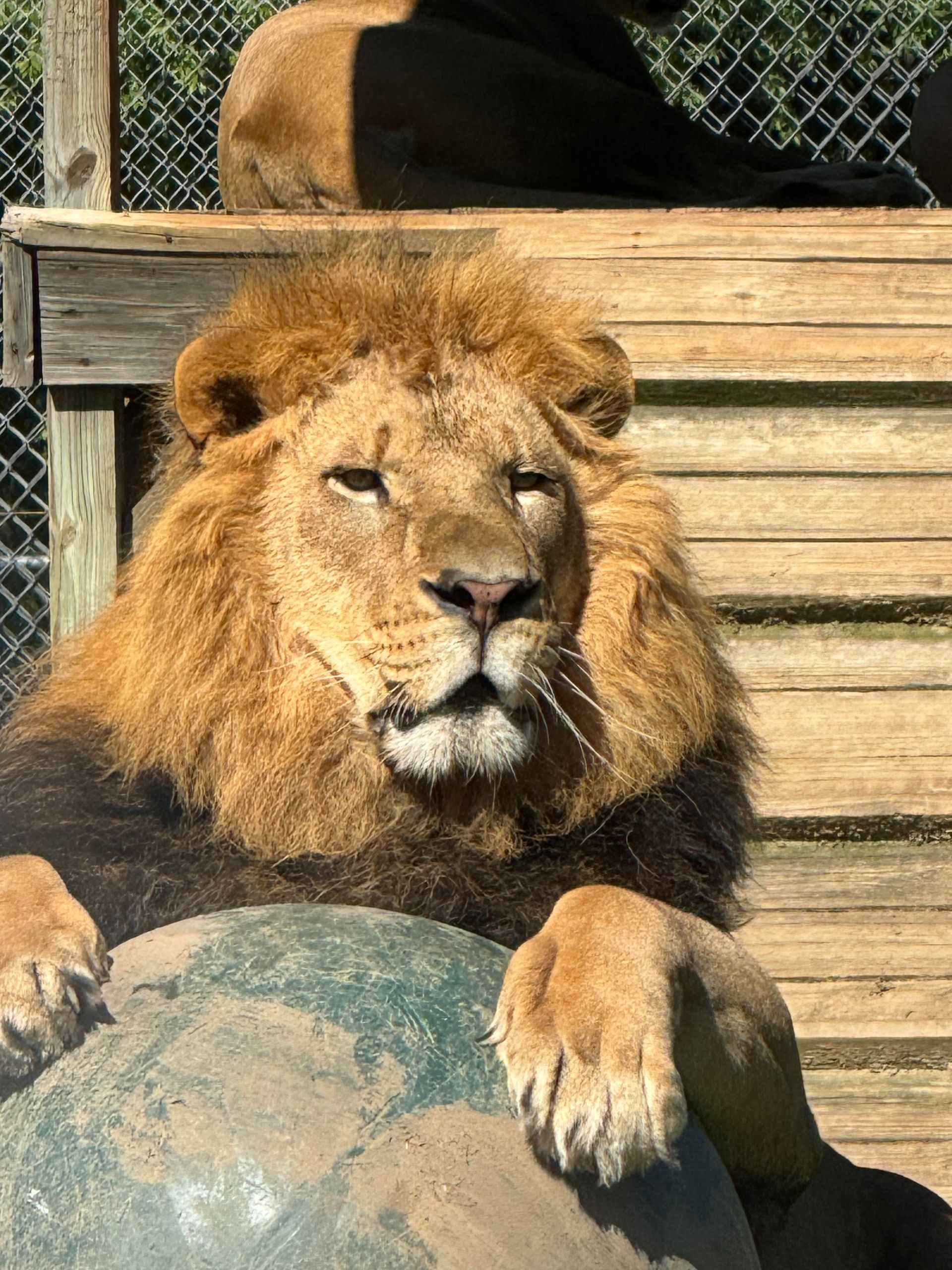Home | Cedarhill Animal Sanctuary