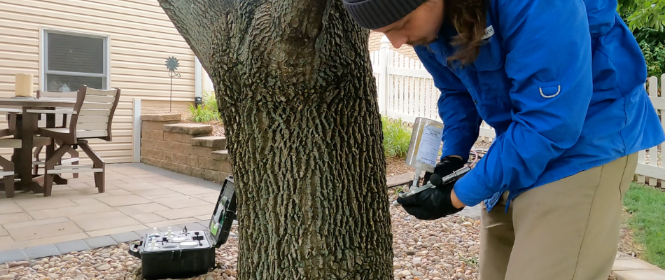 Emerald Ash Borer Treatment Services | Yard Boss