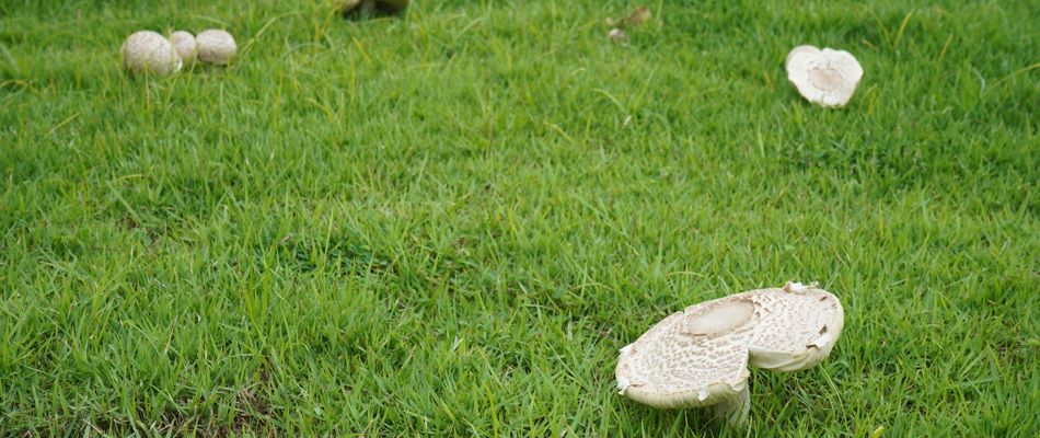 Dollar Spot & Fairy Ring-Two Lawn Diseases To Be On The Lookout For