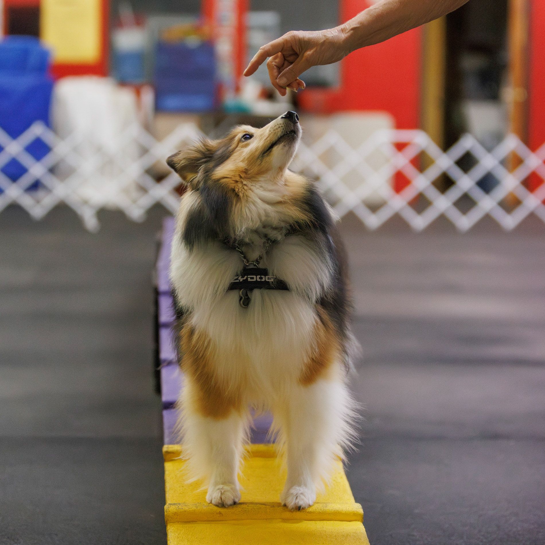 Dog Training Gallery | West Berlin, NJ | WonderDogs
