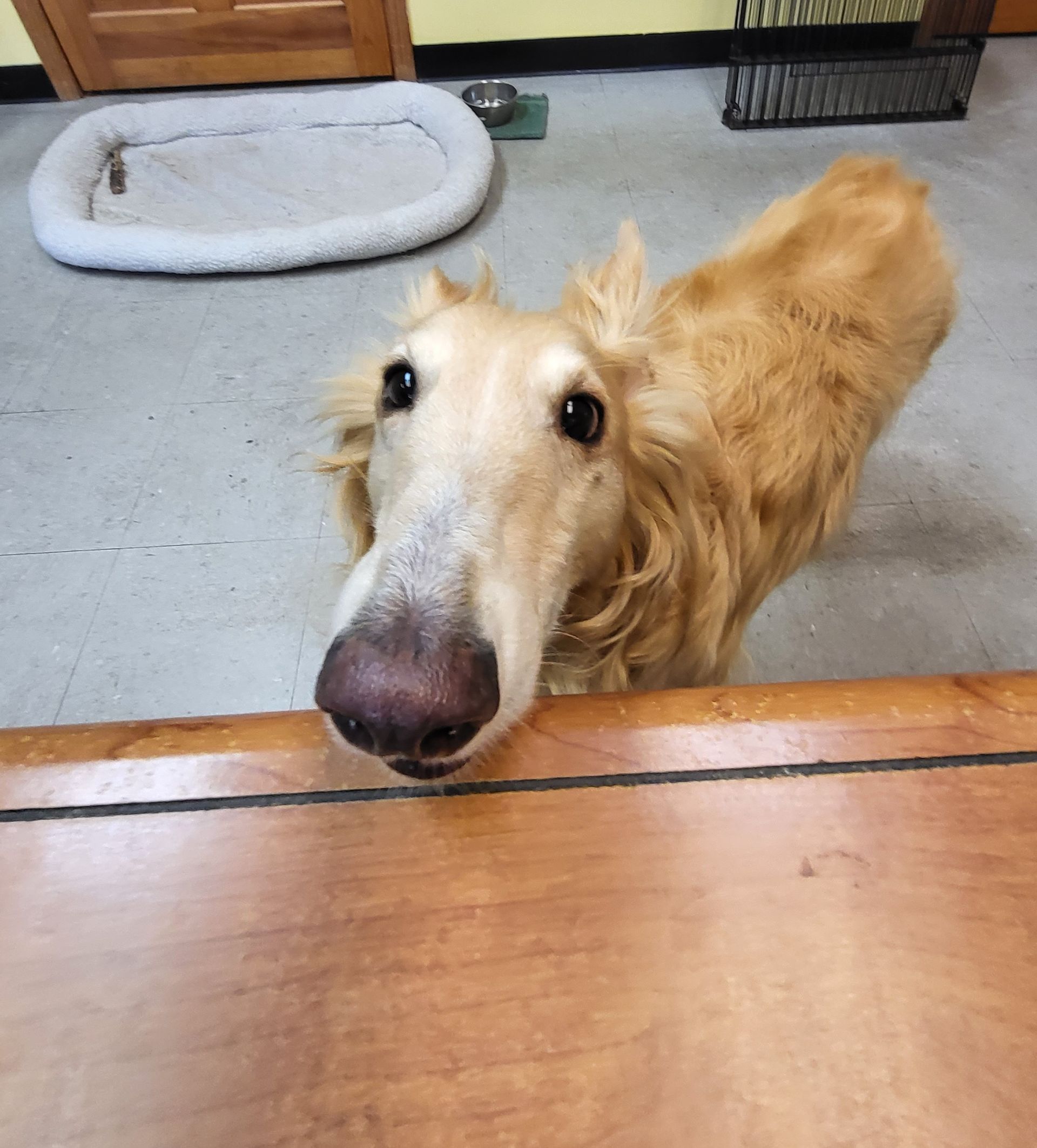 Dog Training Gallery | West Berlin, NJ | WonderDogs