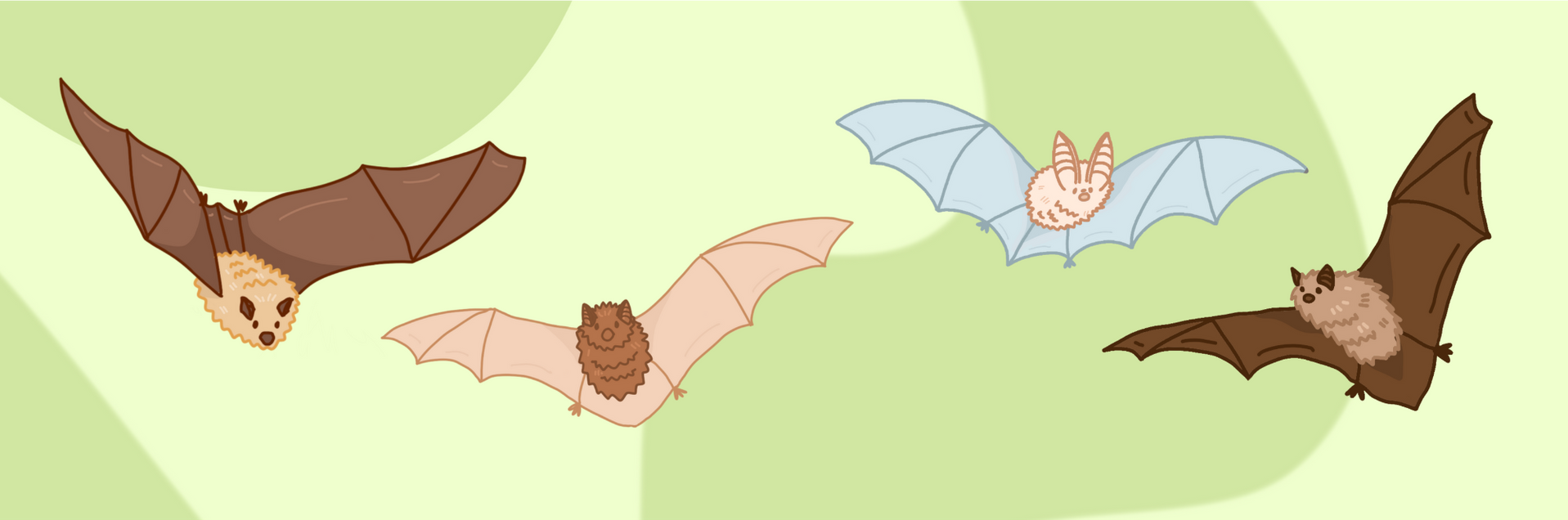 Pacific Northwest Spiders in Washington