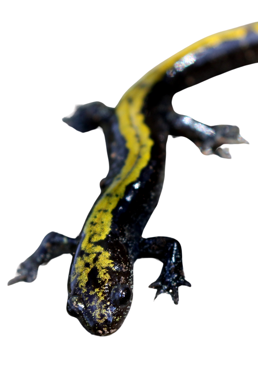 Pacific Northwest Salamanders in Washington