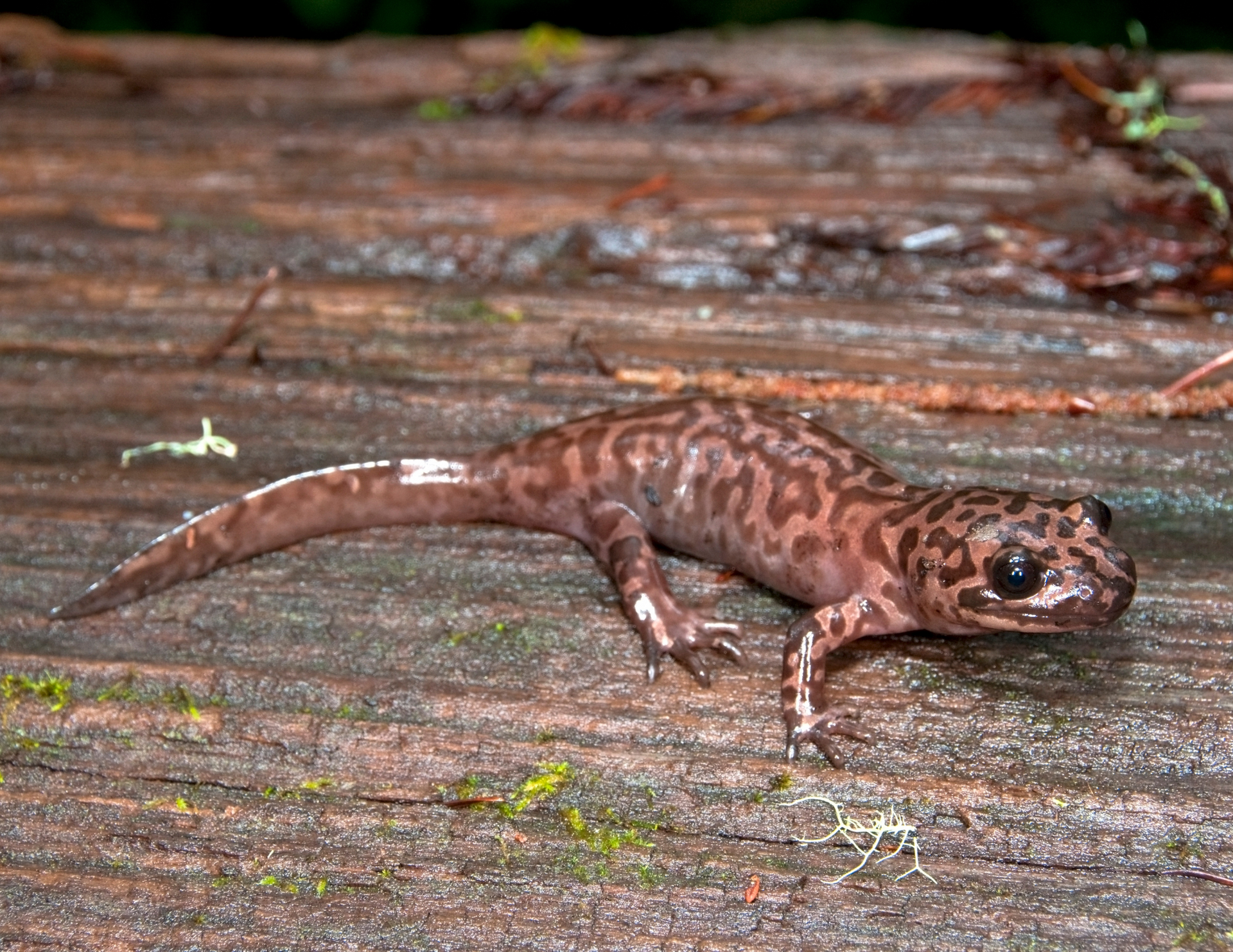 Pacific Northwest Salamanders in Washington