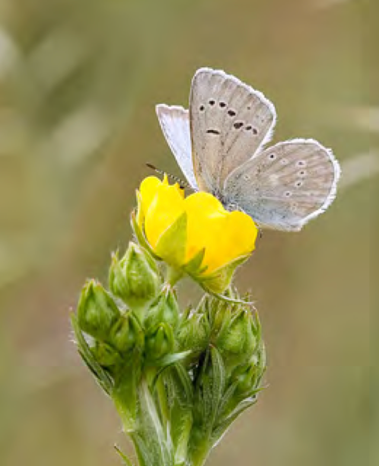 Washington Prairies