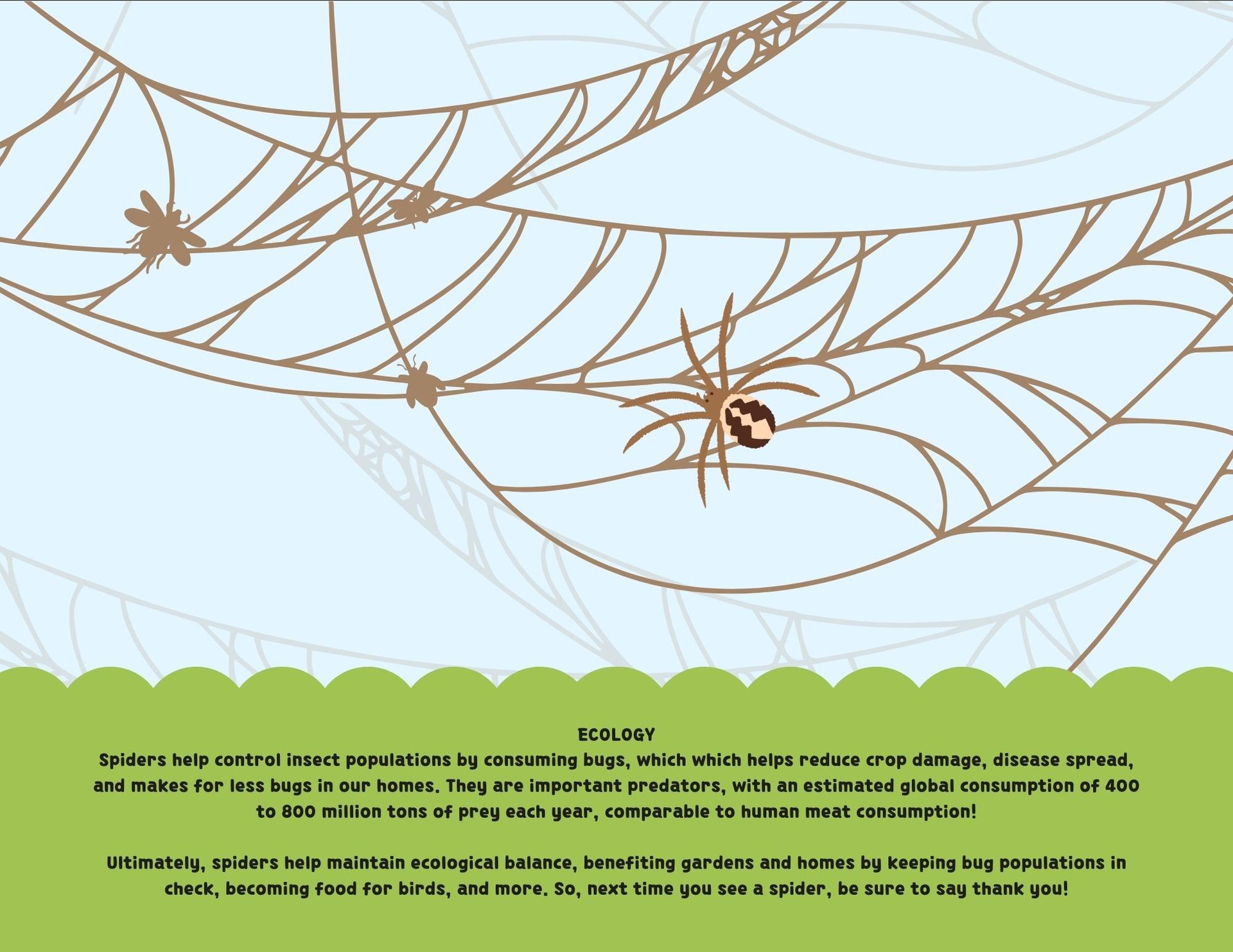 Pacific Northwest Spiders in Washington