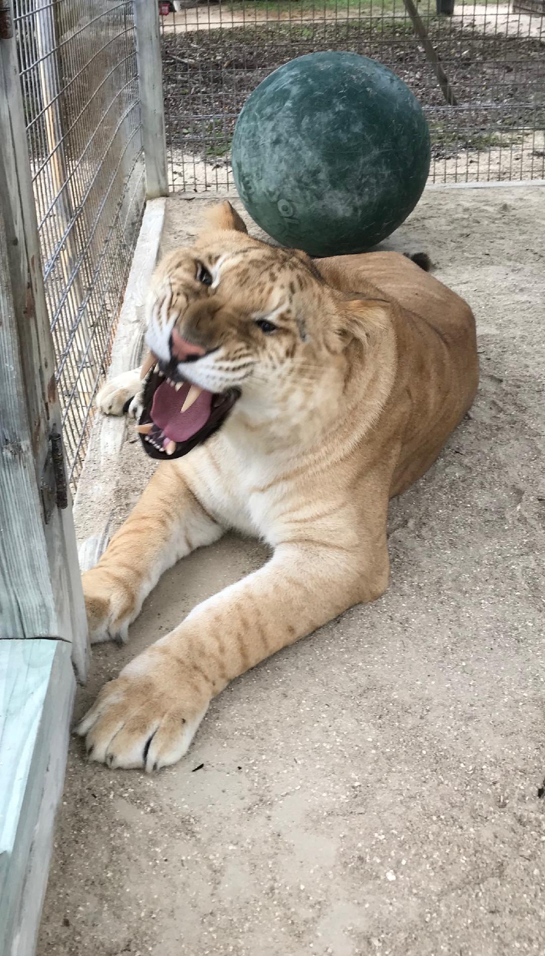 Lions | Octagon Wildlife Sanctuary