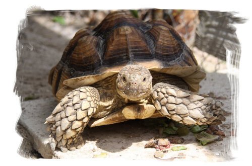 Animals | Octagon Wildlife Sanctuary