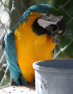 Birds | Octagon Wildlife Sanctuary