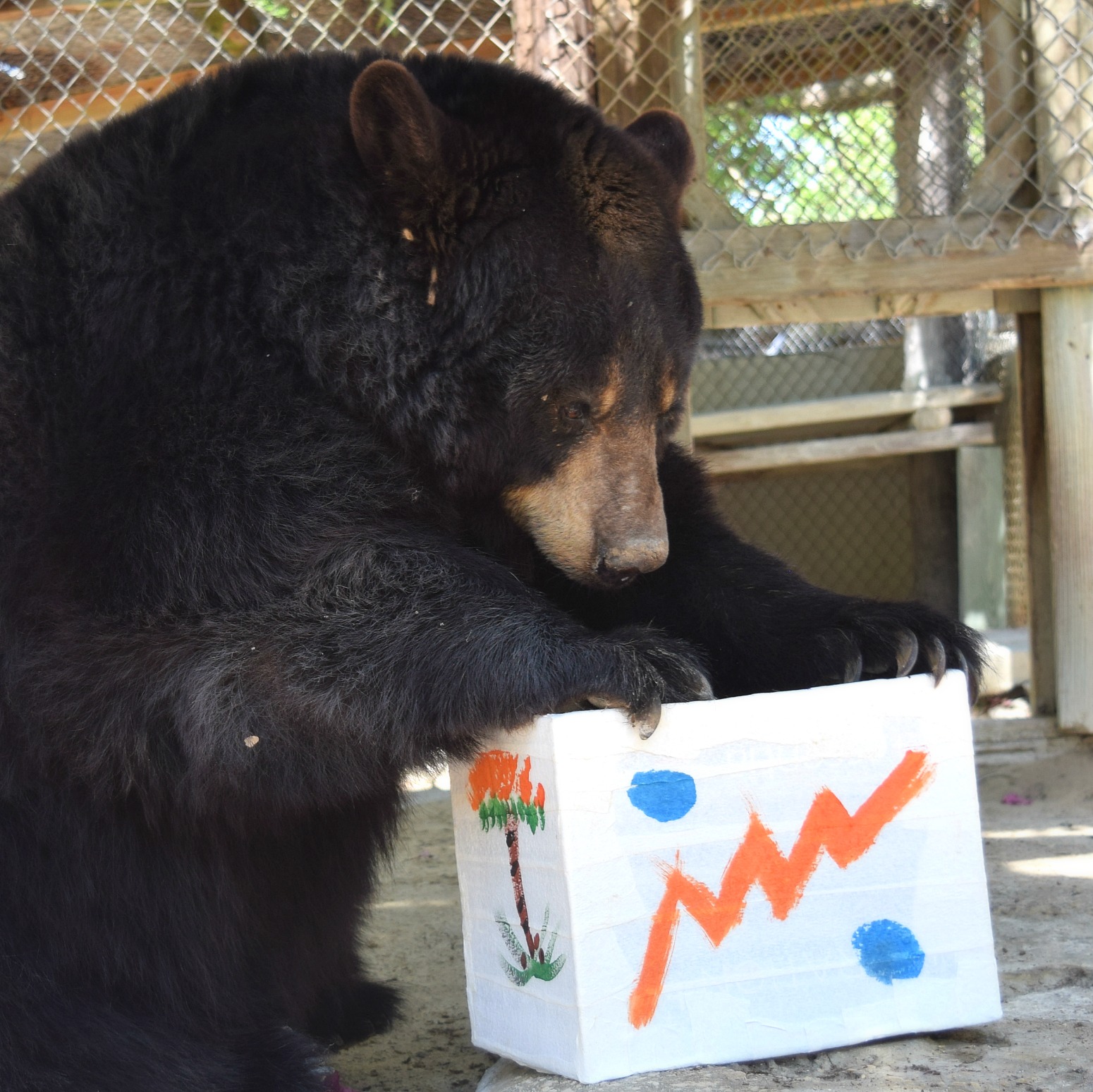Bears | Octagon Wildlife Sanctuary