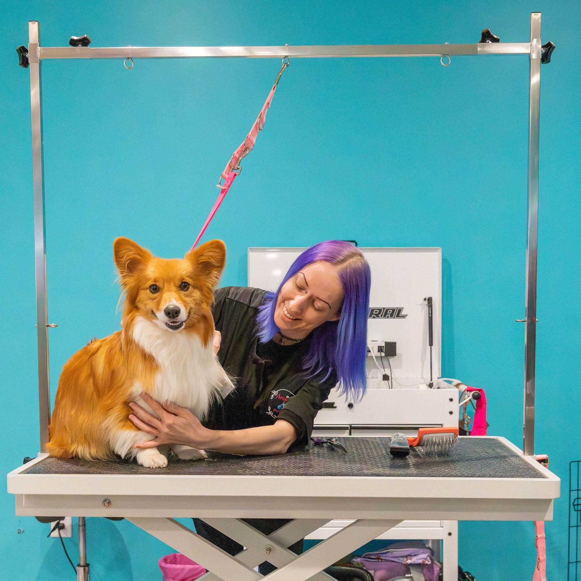Pet Grooming in Franklin TN | Angie's Pet Spa
