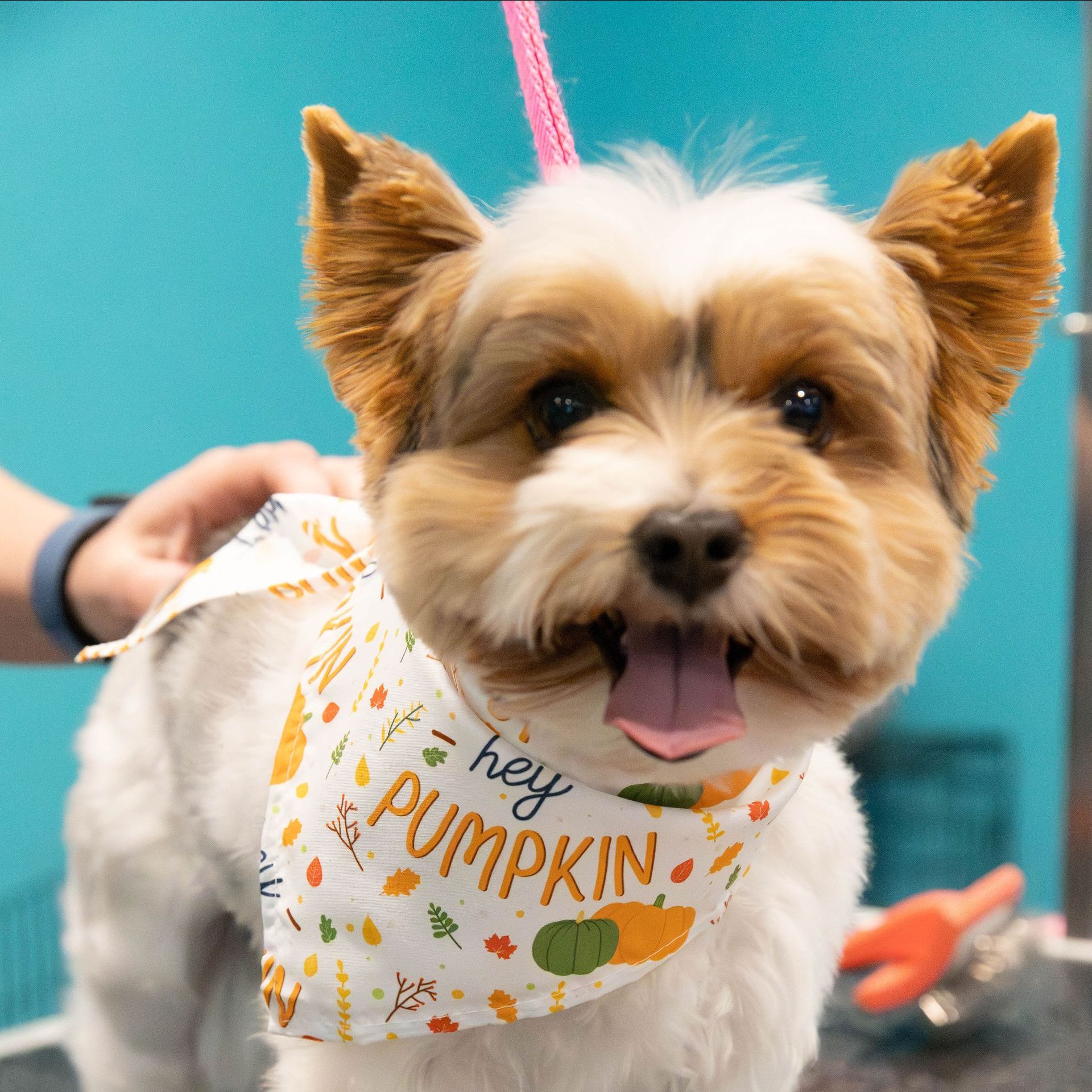Pet Grooming in Franklin TN | Angie's Pet Spa