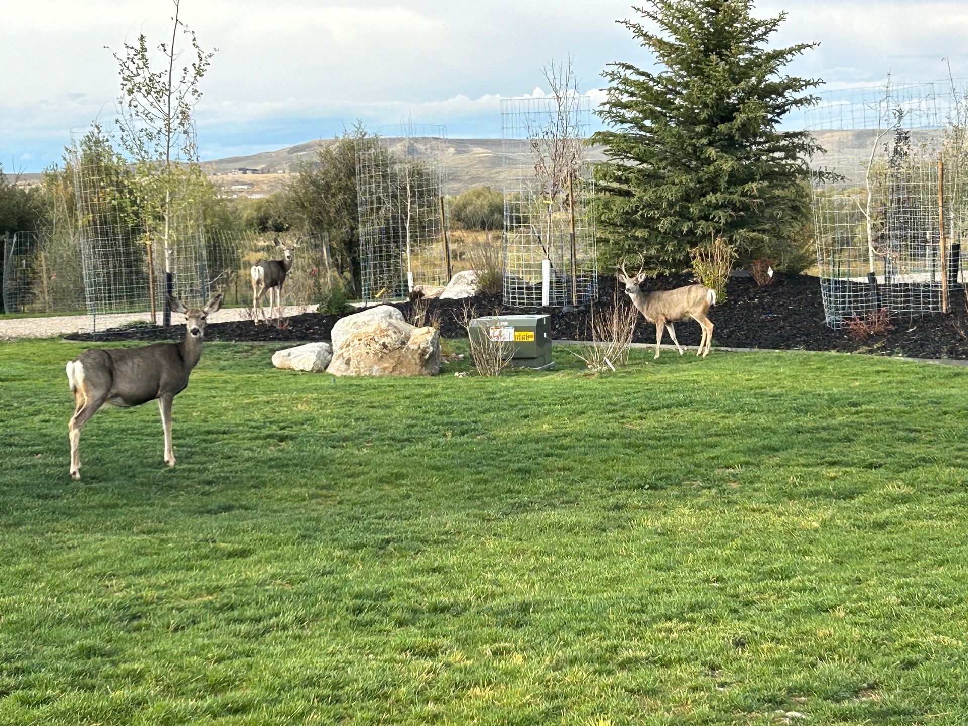 Ranch History | Jemas Ranch | Daniel, WY