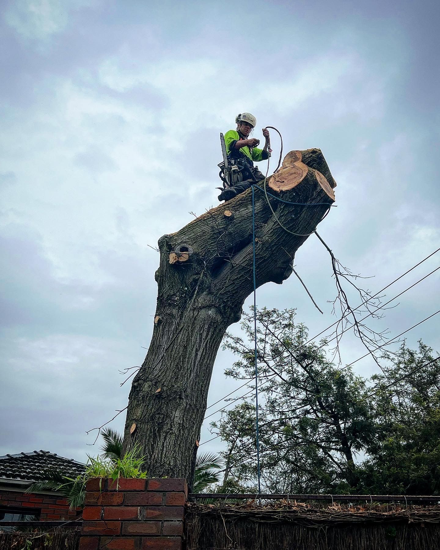 Arborist | Melbourne, VIC | Precise Tree Services