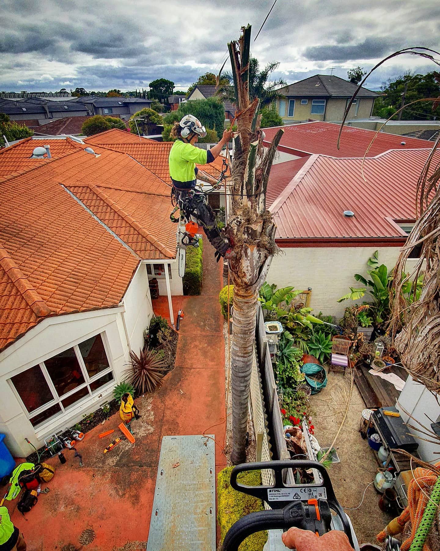 Arborist | Melbourne, VIC | Precise Tree Services