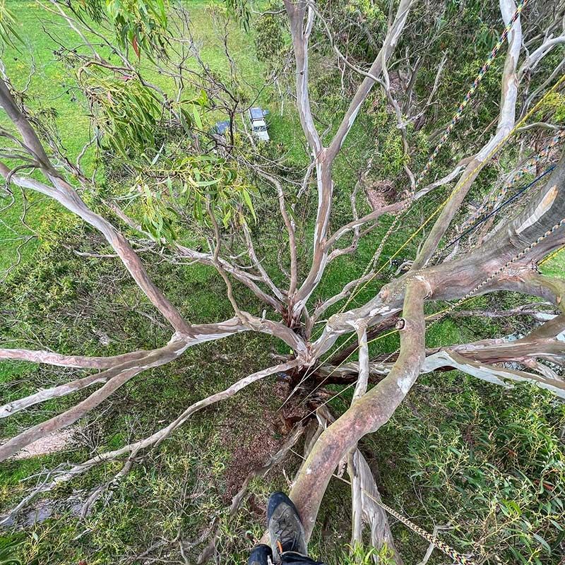 Commercial | Melbourne, VIC | Precise Tree Services