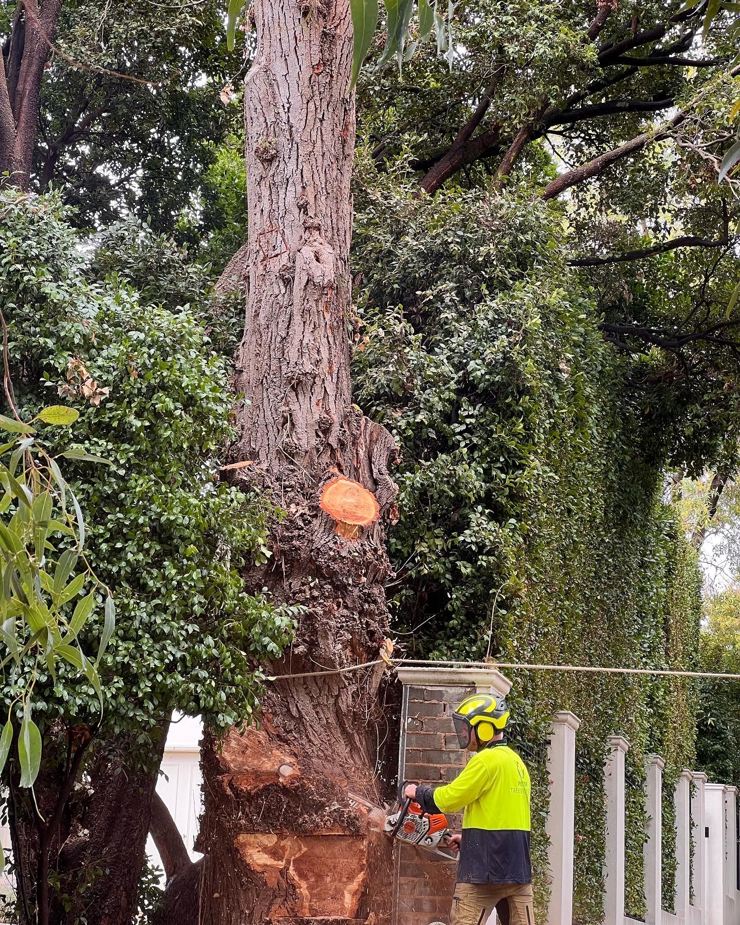 Residential | Melbourne, VIC | Precise Tree Services