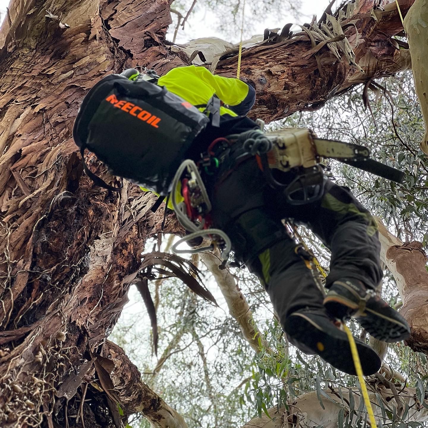 Residential | Melbourne, VIC | Precise Tree Services
