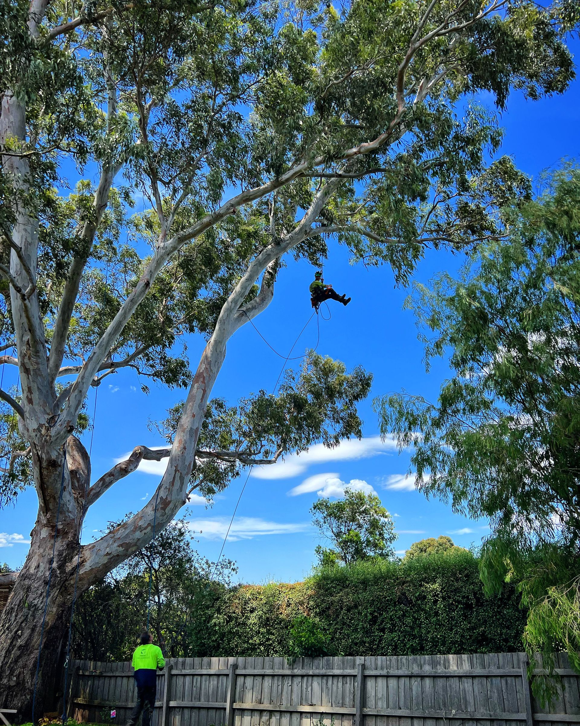 Arborist | Melbourne, VIC | Precise Tree Services