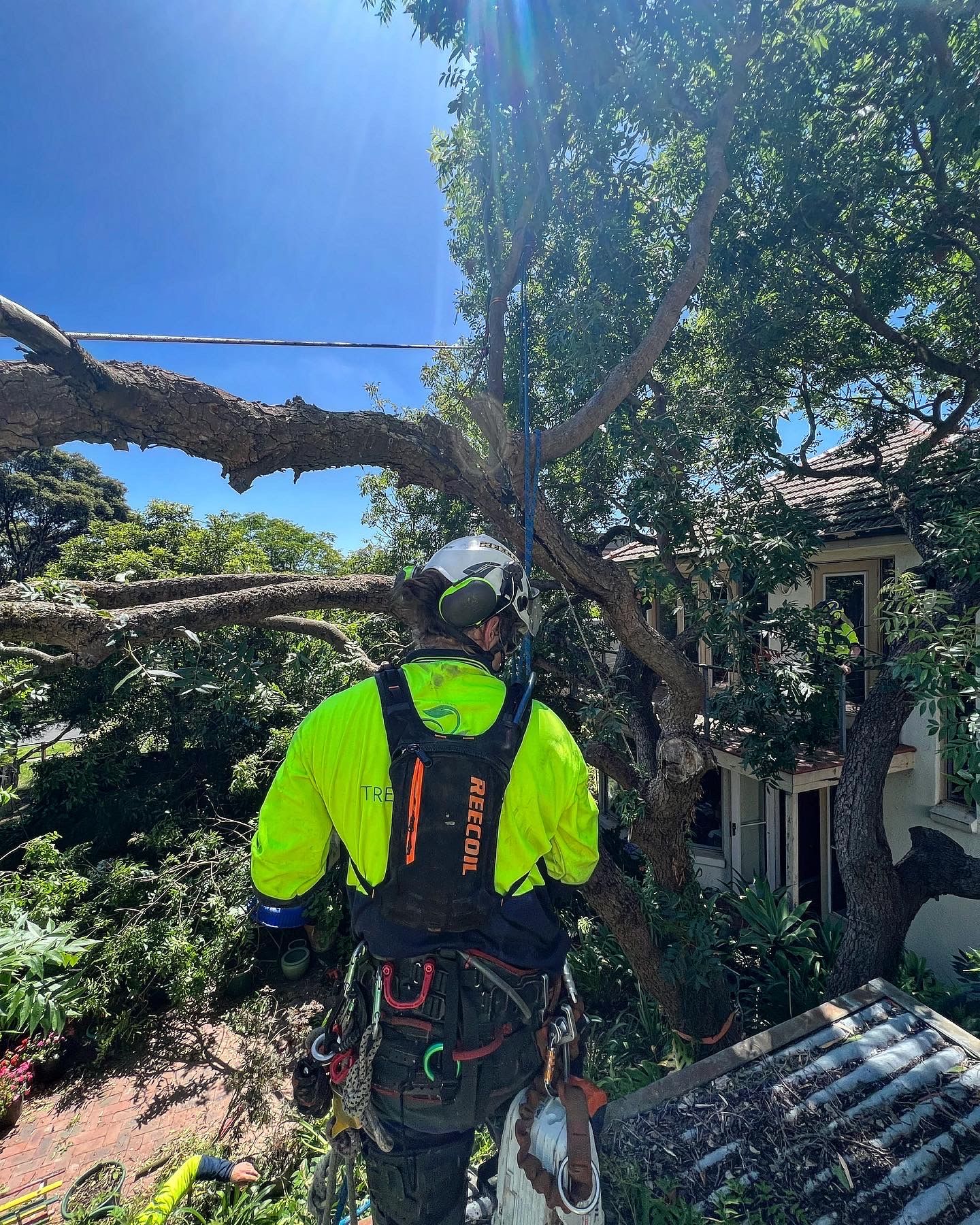 Arborist | Melbourne, VIC | Precise Tree Services