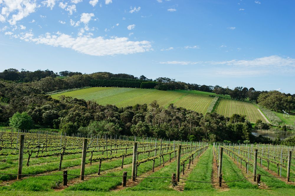 Arborist | Melbourne, VIC | Precise Tree Services