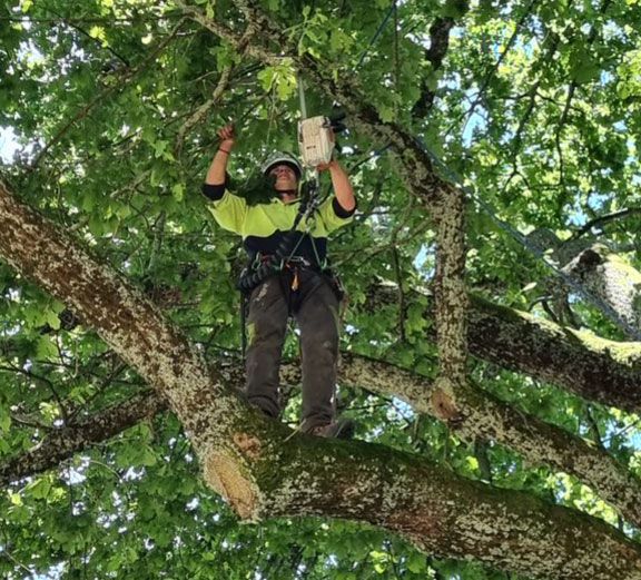 Arborist | Melbourne, VIC | Precise Tree Services